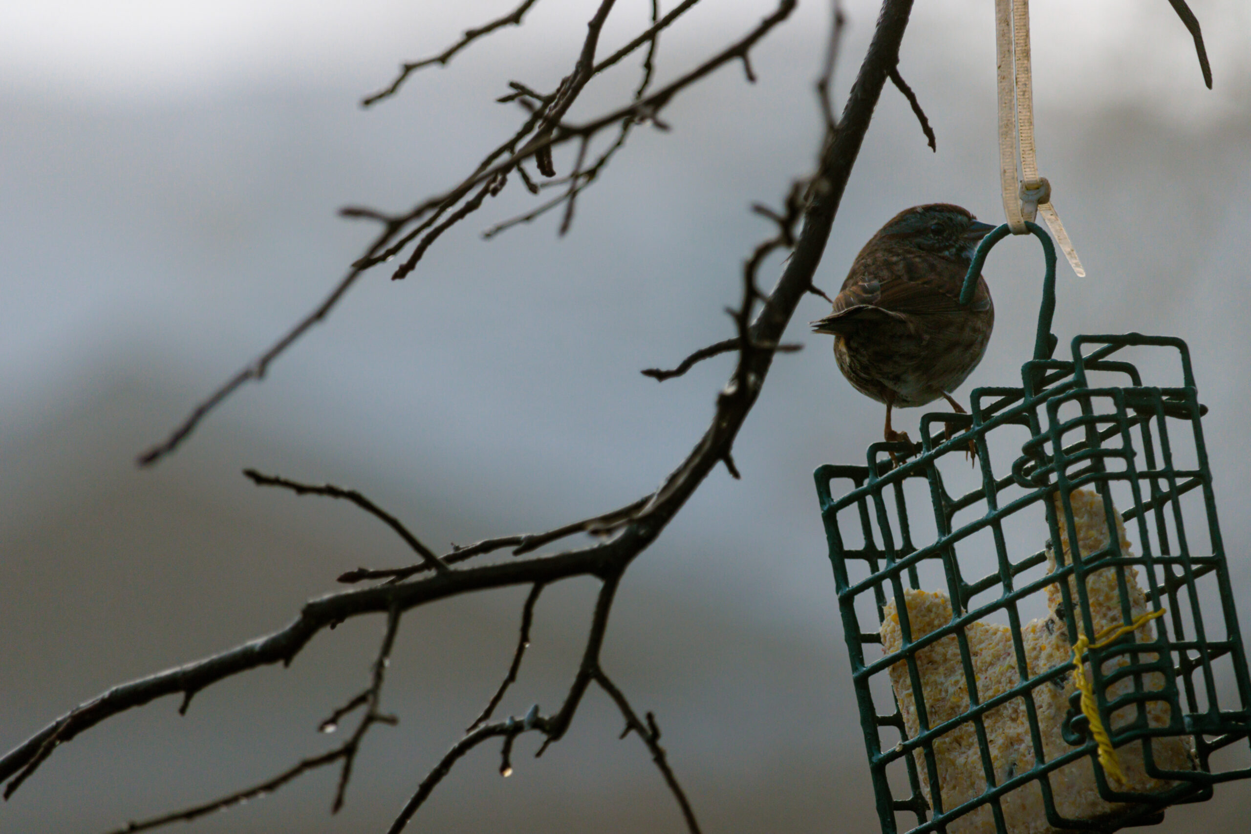 Garden 2024 Sensible Im